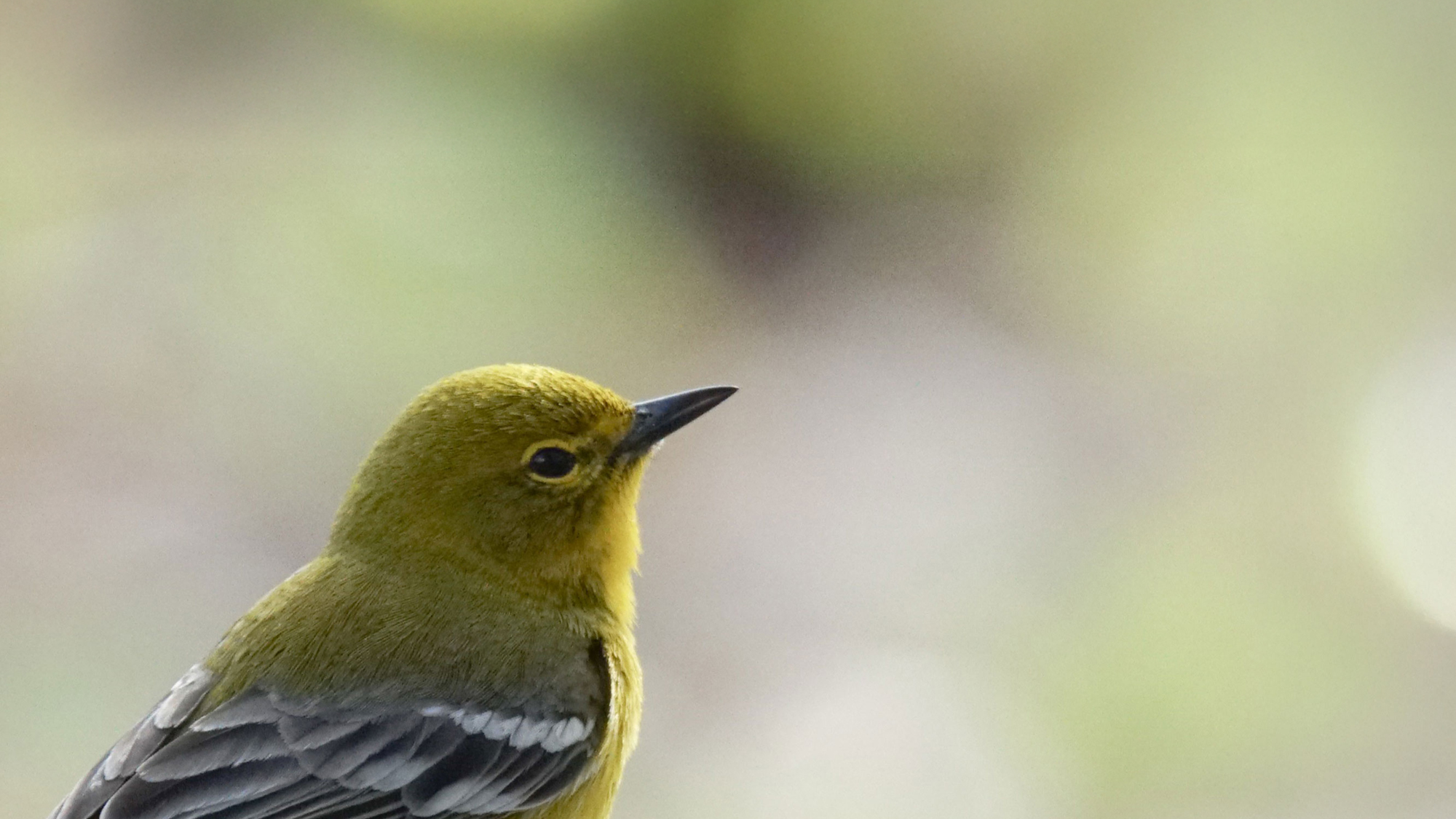 Birding Highlights in April – New Hampshire