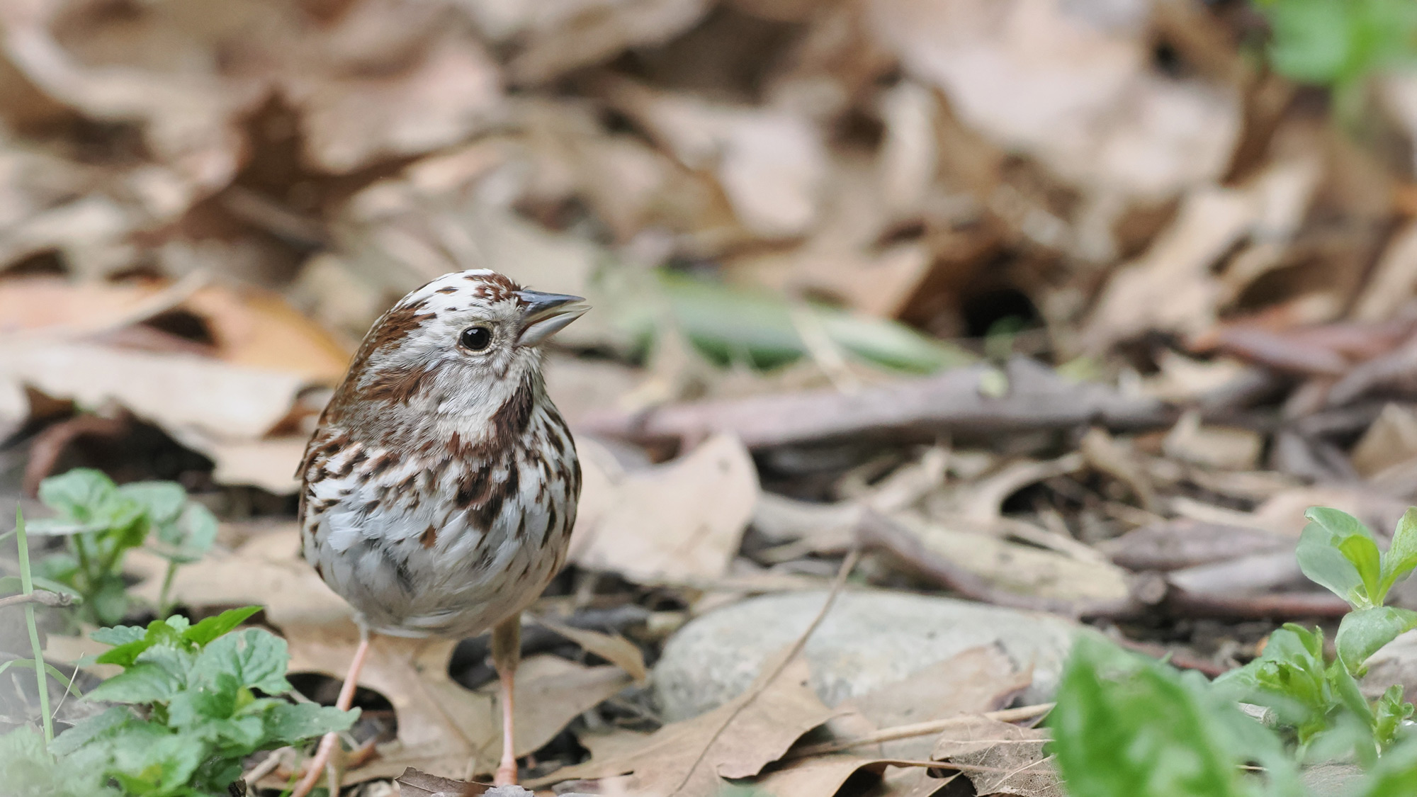 White-faced Song Sparrow: A Unique Field Note from Portsmouth, NH
