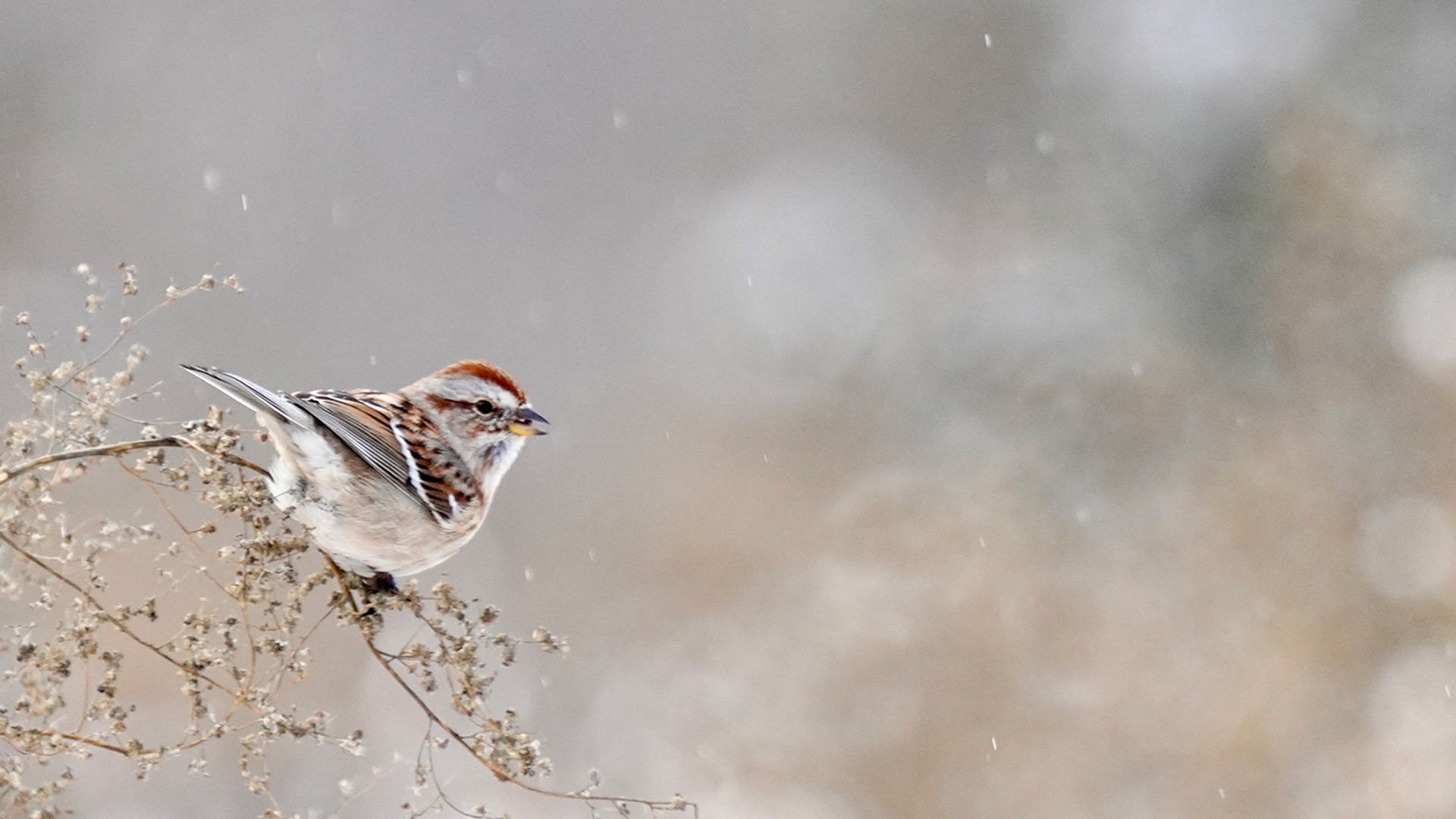 2026 Backyard Winter Bird Survey! - The Joy of Birding: An Online ...