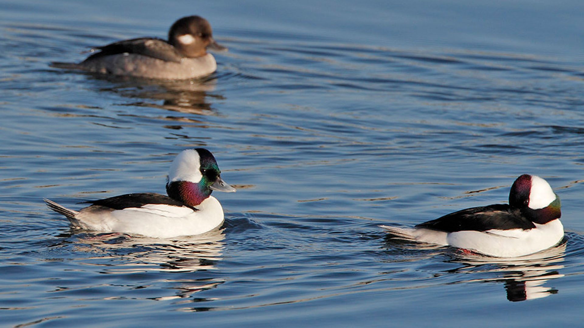 Winter Is for the Ducks - The Joy of Birding: An Online Journal of ...