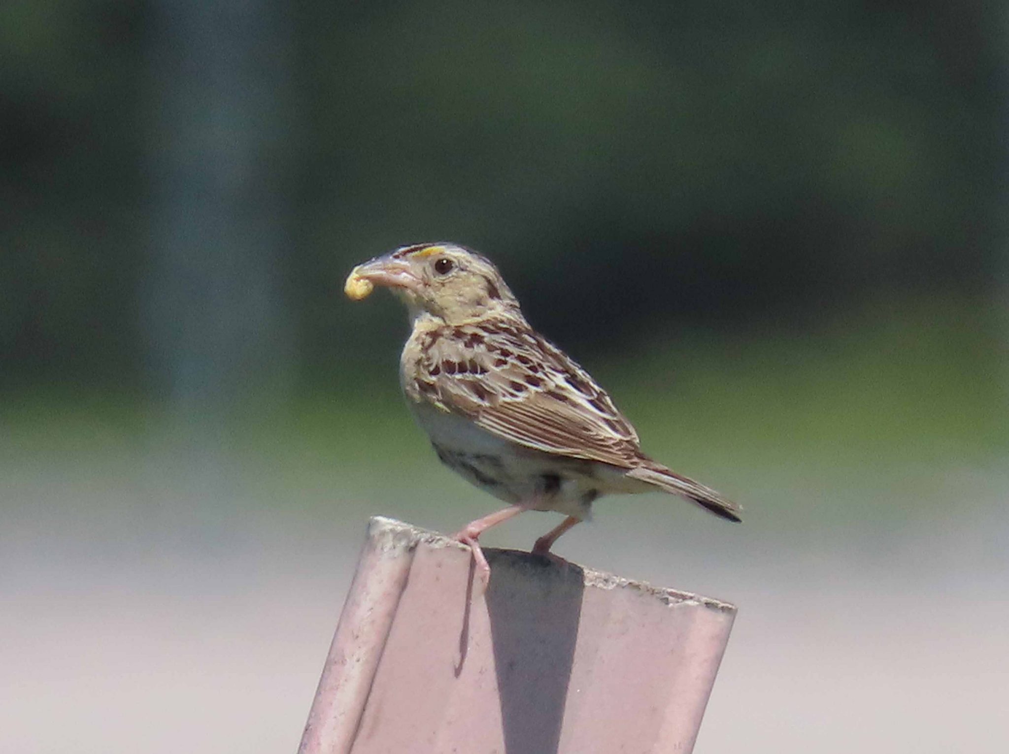 Part 1: Concord, Merrimack River Foodplain - The Joy of Birding: An ...