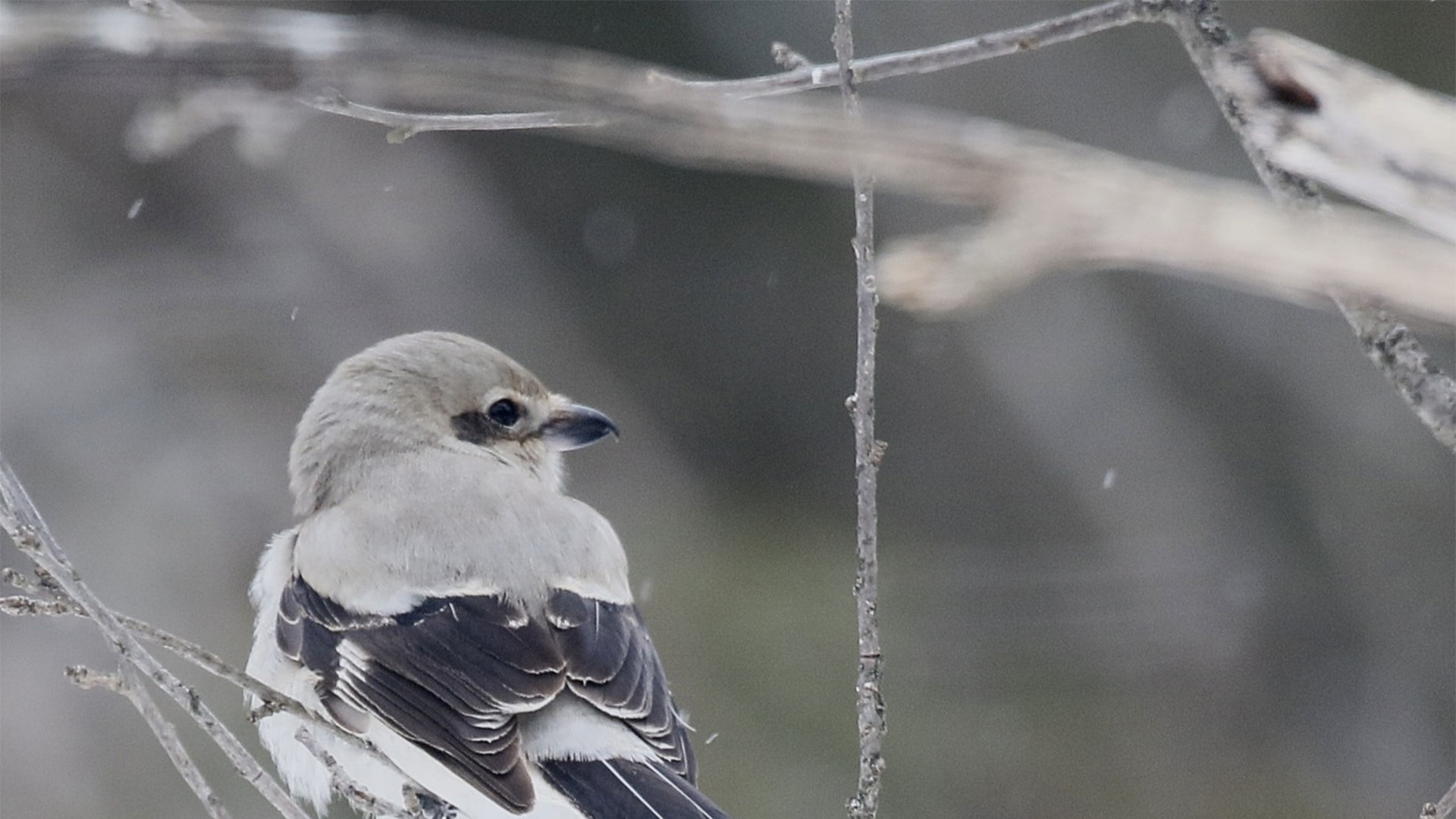 Northern Shrike Up Close and Personal - The Joy of Birding: An Online ...