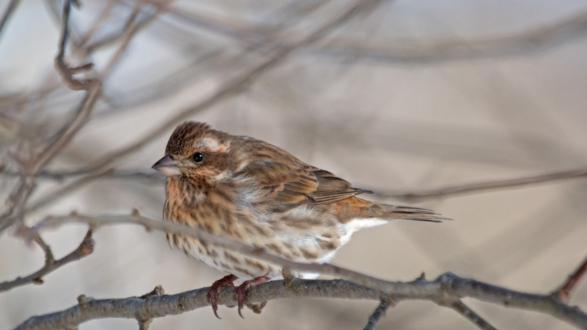 Winter Haiku - The Joy of Birding: An Online Journal of Birding in New ...