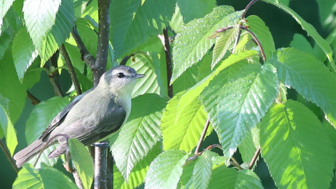 The Merlin App: Pitfalls of Summer Birding