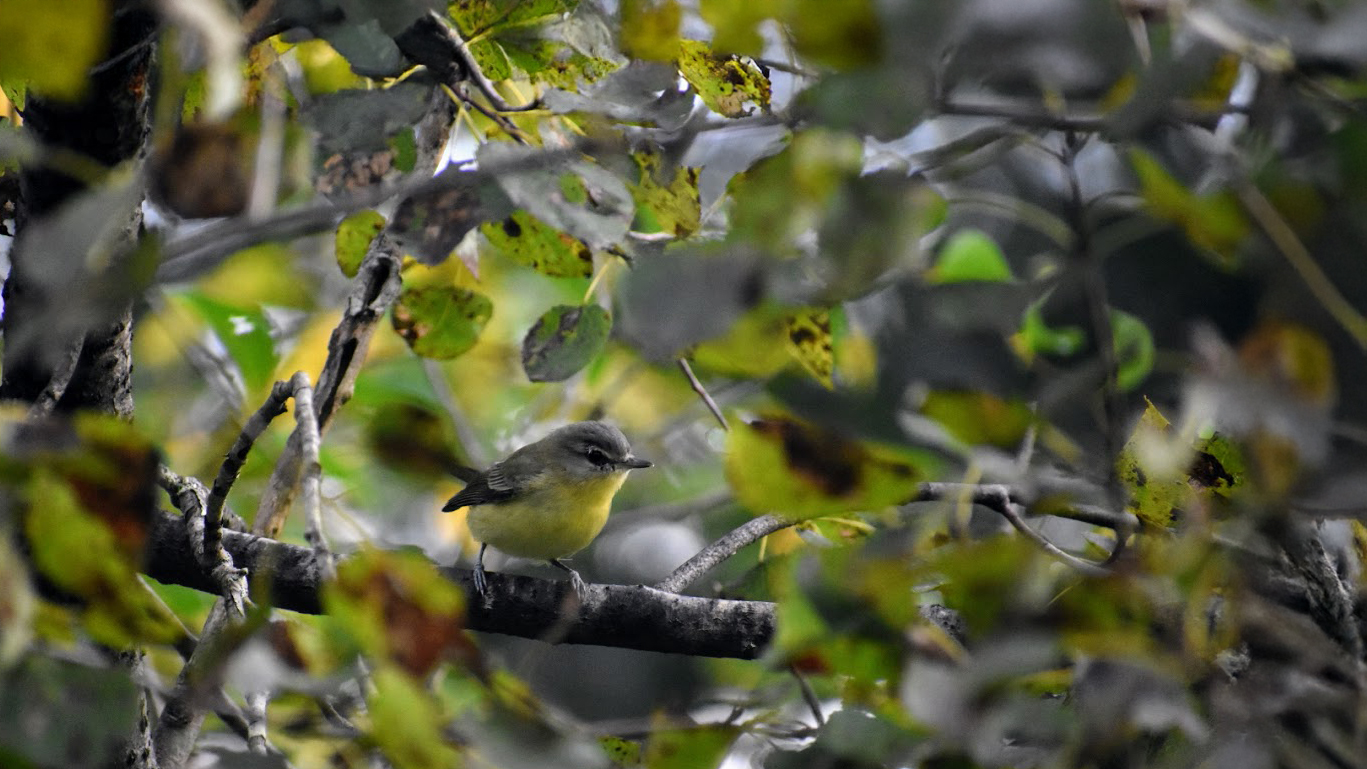 Where to Bird: Seabrook Town Forest and Wellfield