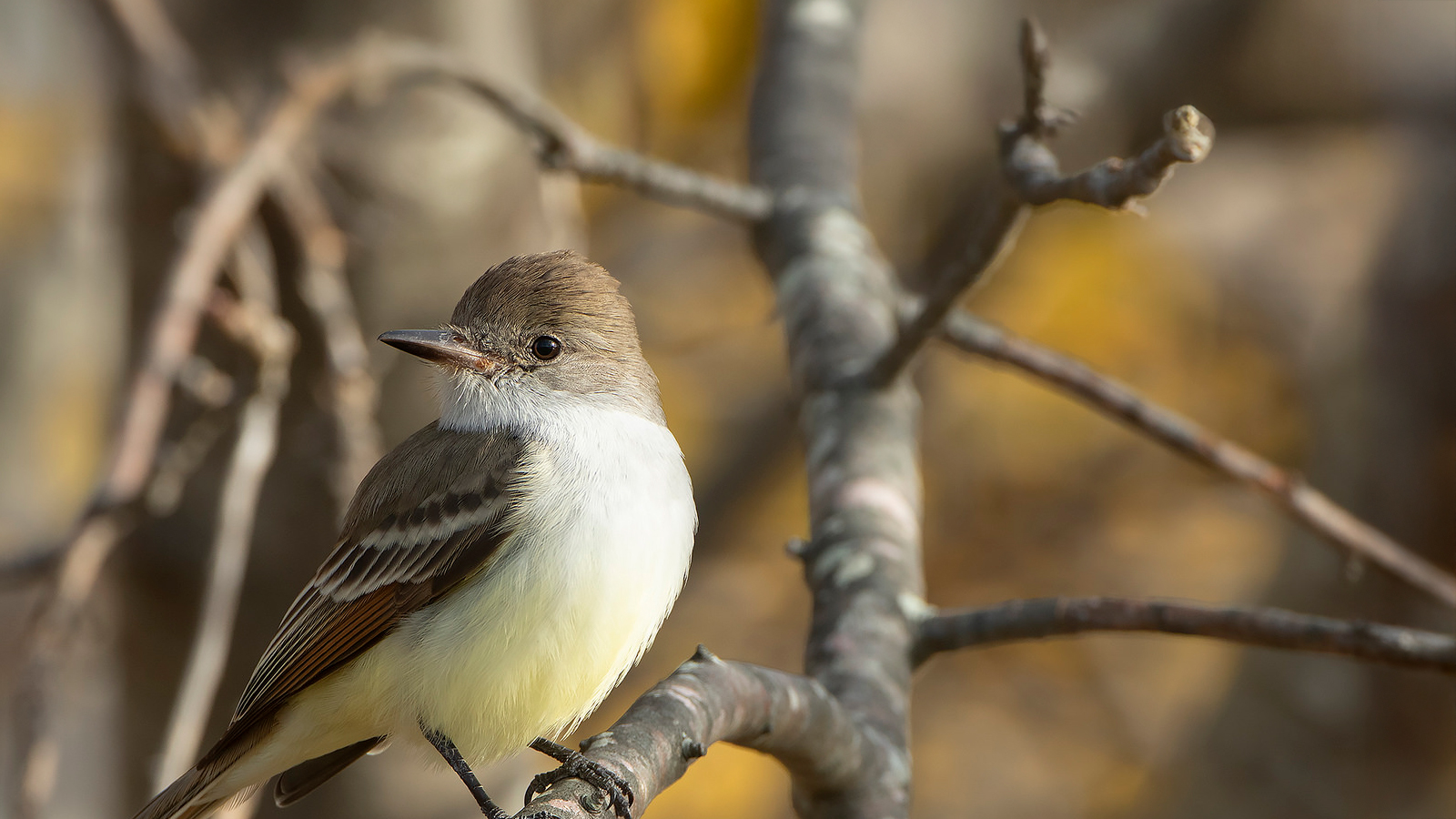 Species Spotlight: Ash-throated Flycatcher in New Hampshire