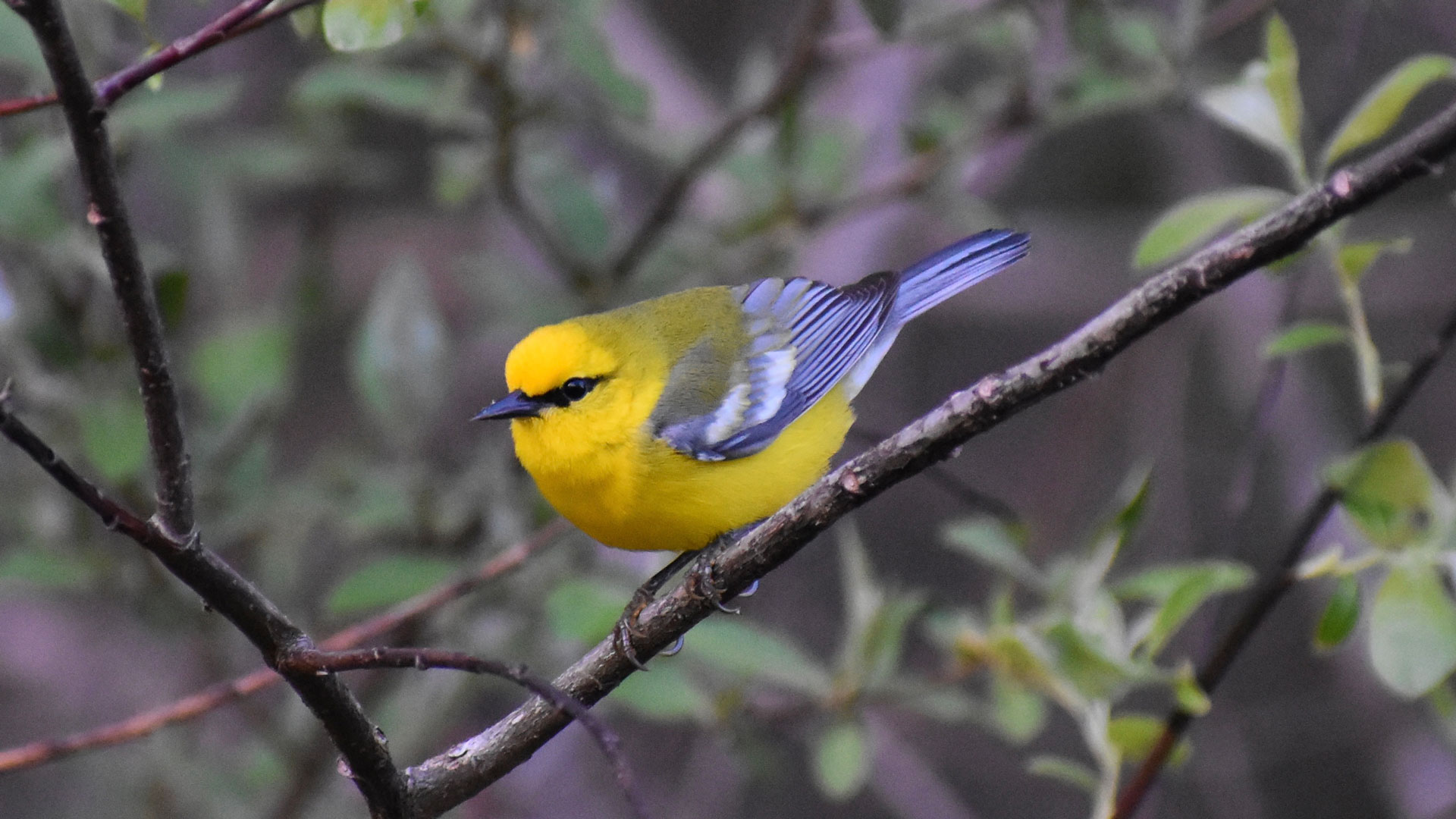 Patch Birding: Birding Everyday for the Month of May