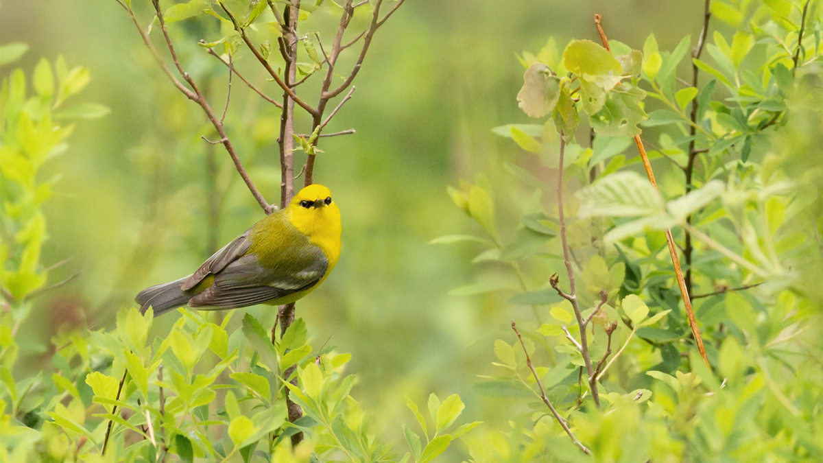 Birding the Year | Seasonal Bird Highlights in New Hampshire