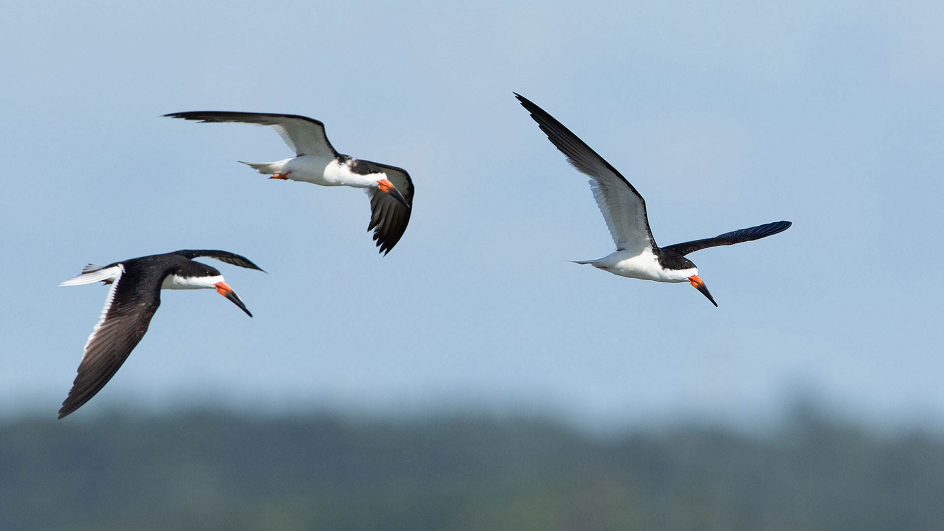 History of New Hampshire Bird Records | Joy of Birding