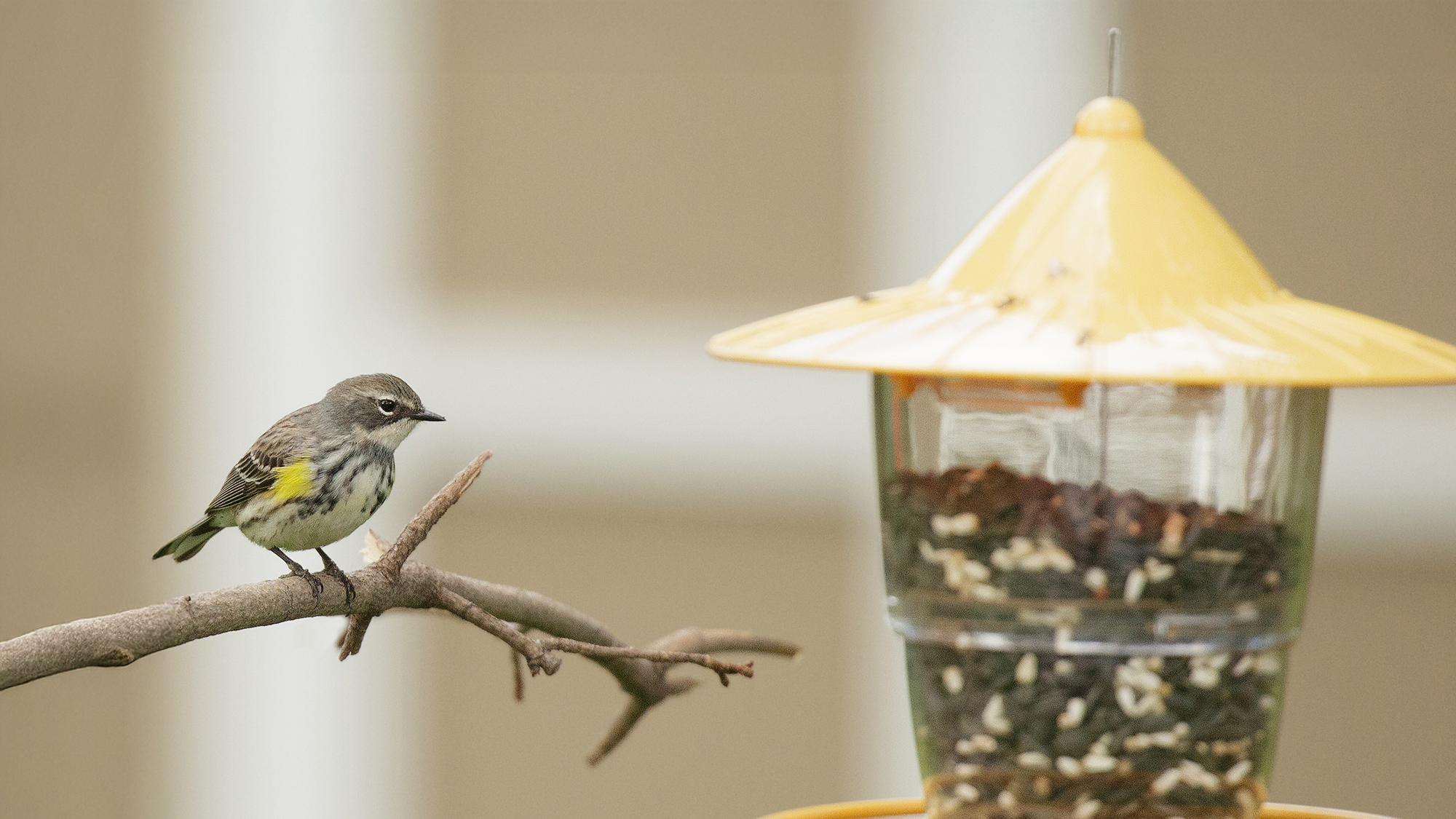 Getting Started with eBird: A Beginner’s Guide