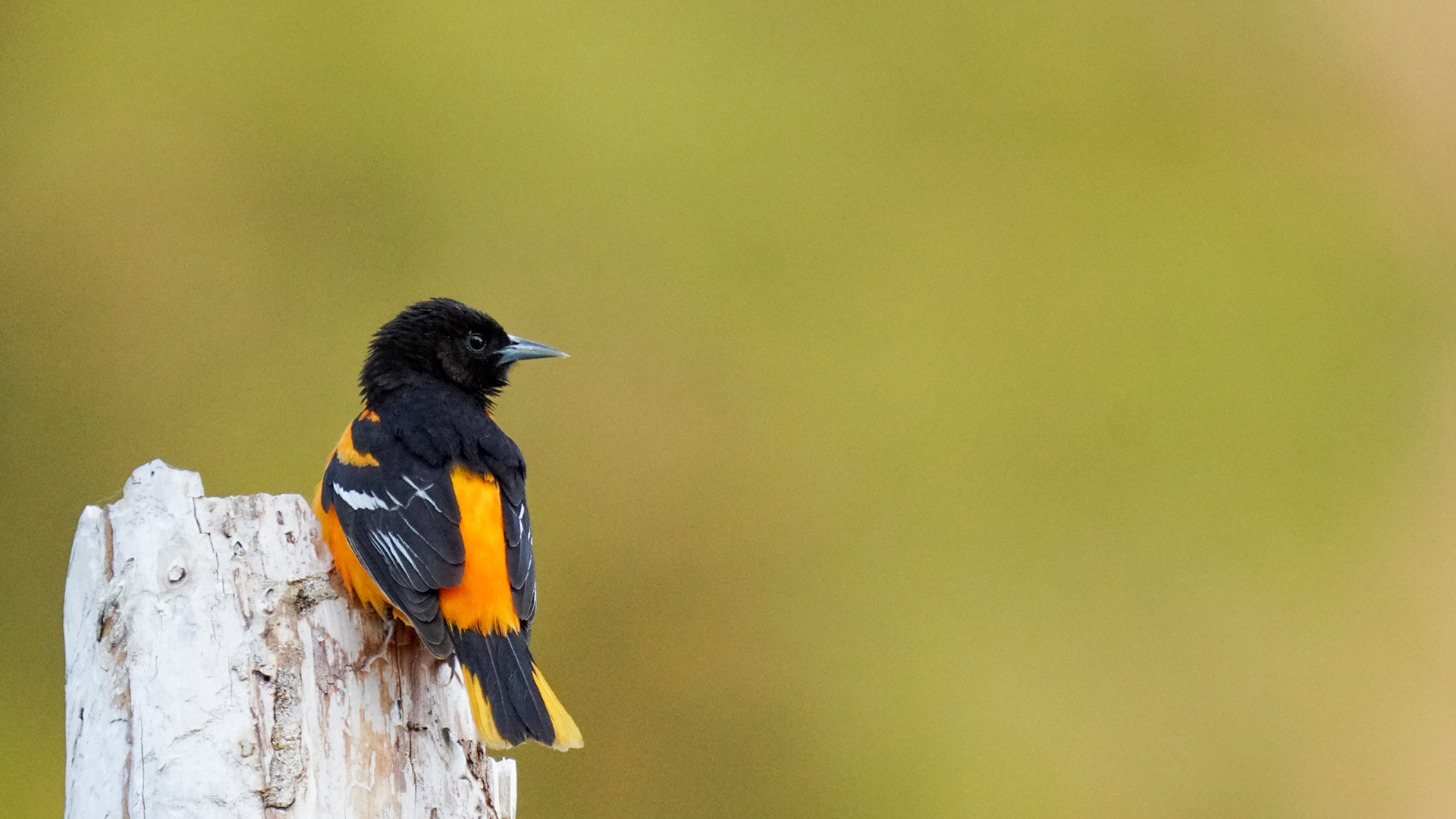 2026 Introduction to Birds, Identification, & Ecology Course - The Joy ...